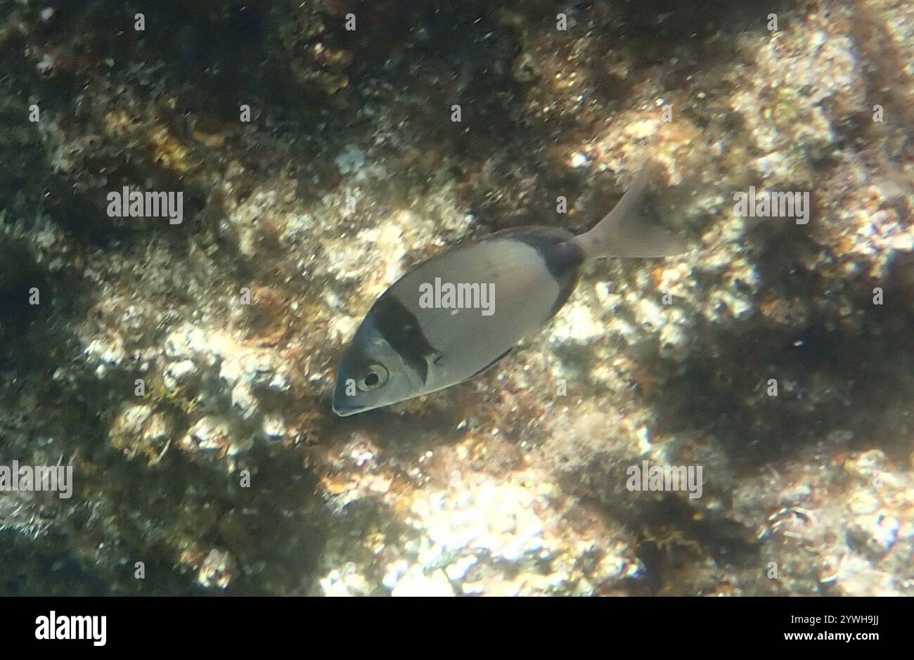 Common Two-banded Seabream (Diplodus vulgaris Stock Photo - Alamy