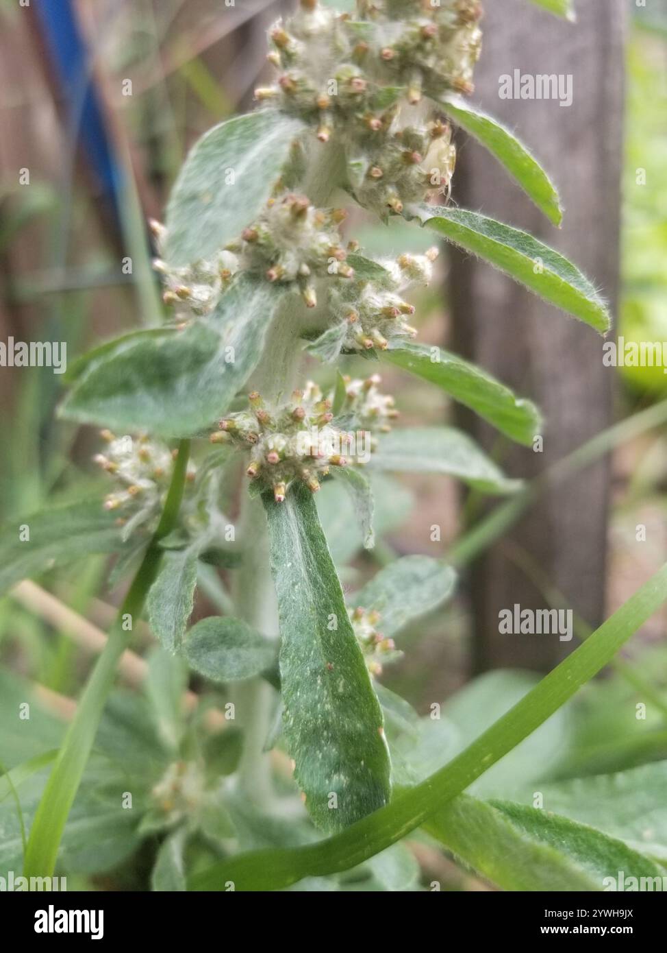 Pennsylvania Cudweed (Gamochaeta pensylvanica Stock Photo - Alamy