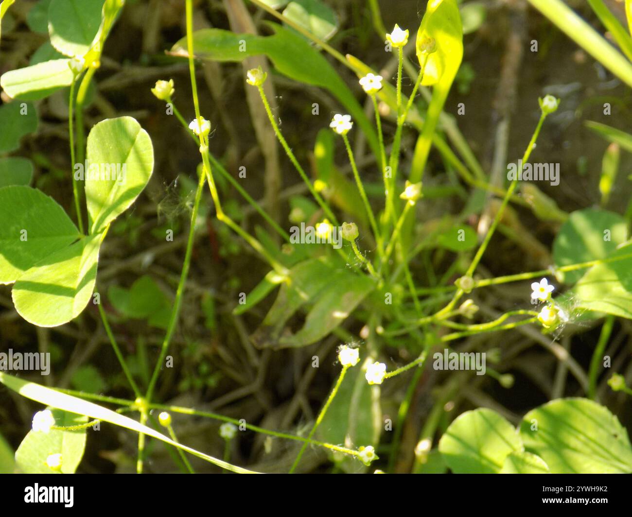 slender-stemmed androsace (Androsace filiformis Stock Photo - Alamy