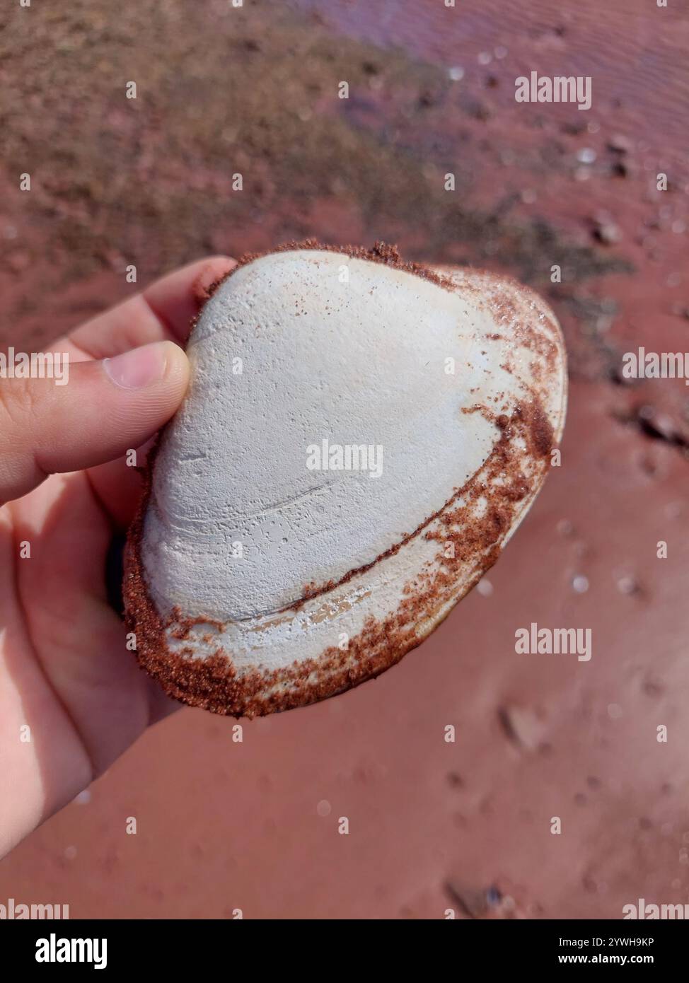 West Atlantic Surfclam (Spisula solidissima Stock Photo - Alamy