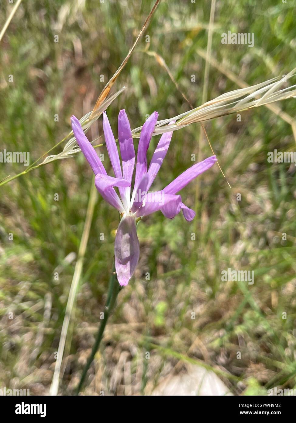 Texas Skeleton Plant (Lygodesmia texana Stock Photo - Alamy