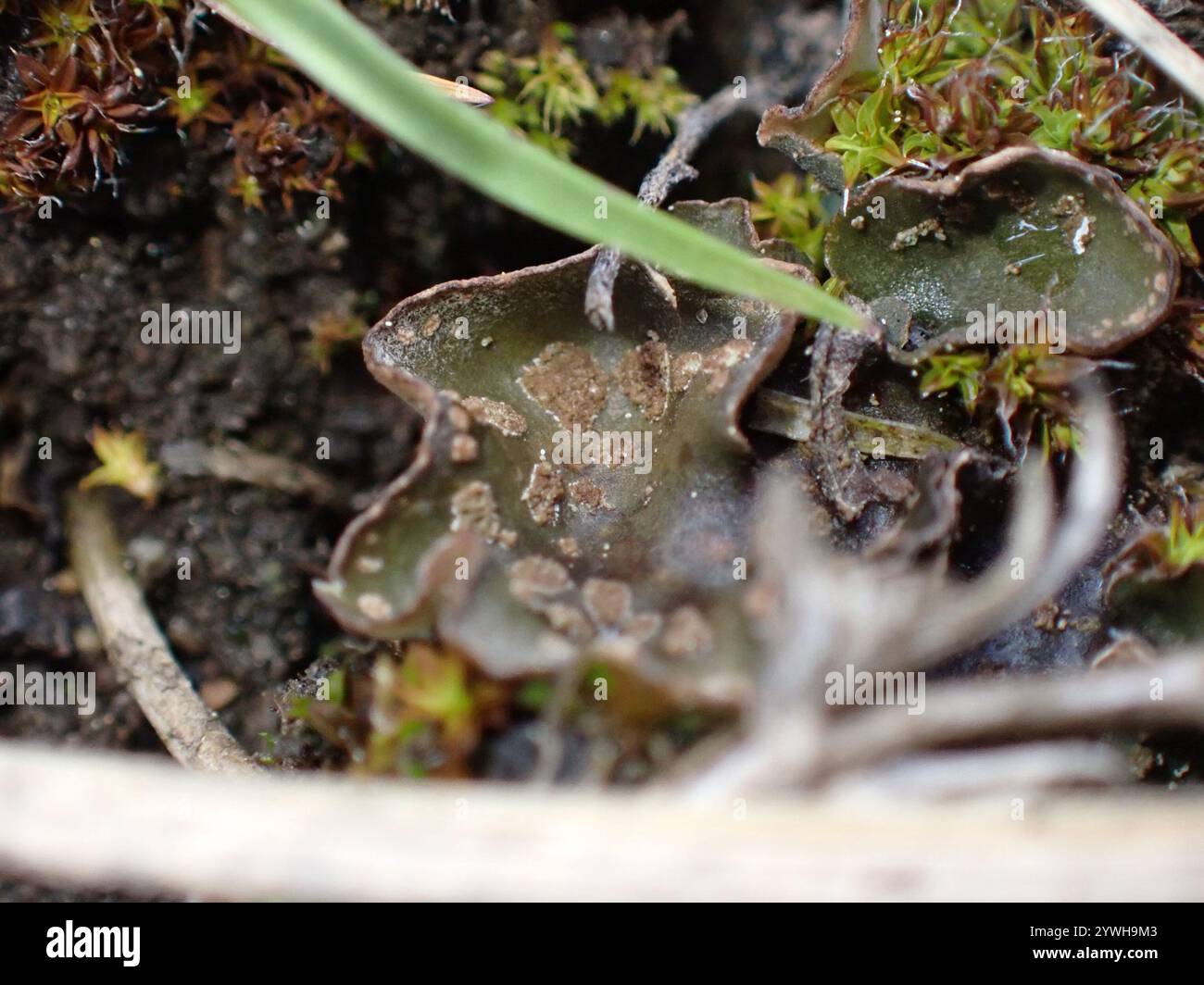 alternating dog lichen (Peltigera didactyla Stock Photo - Alamy