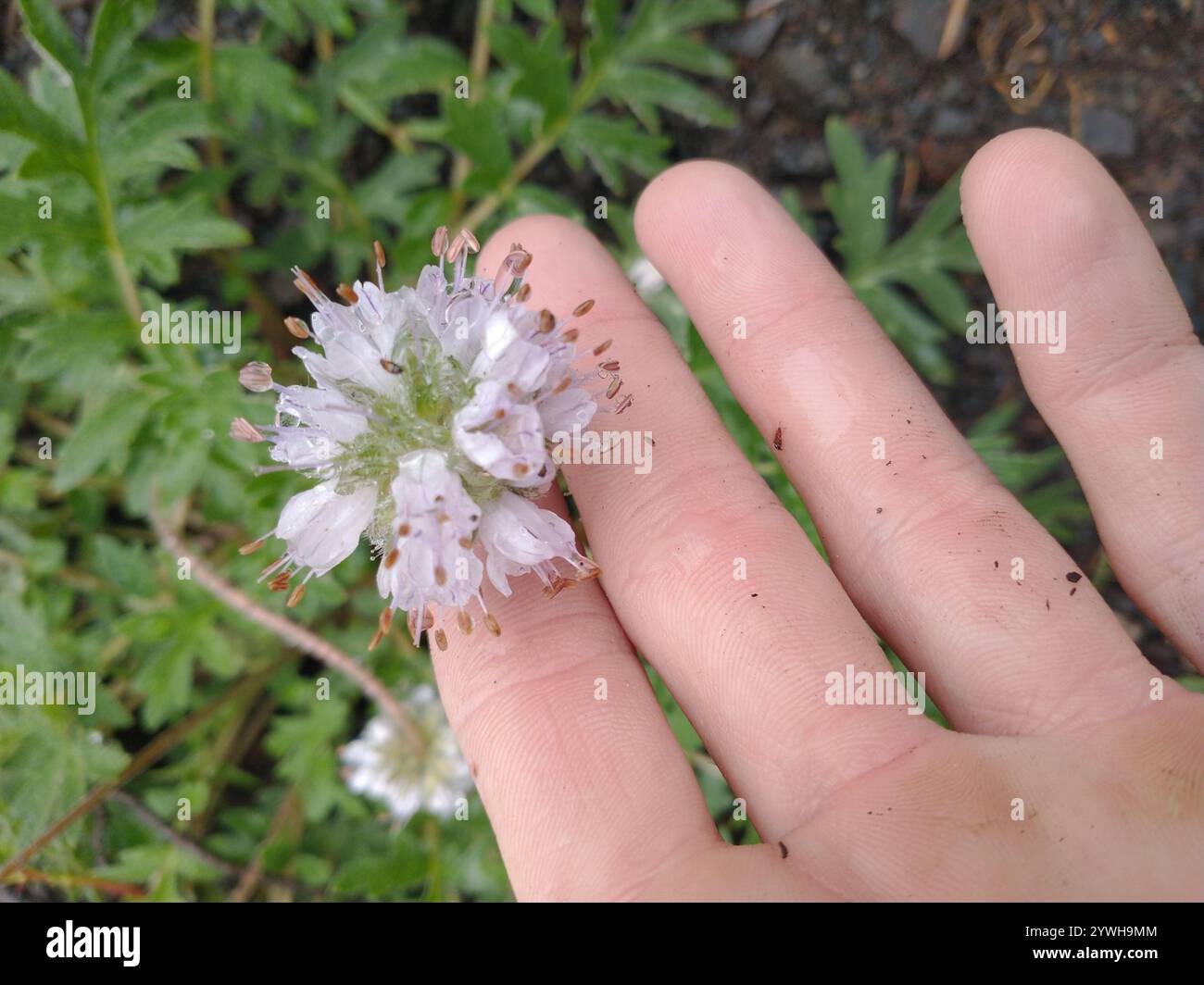 western waterleaf (Hydrophyllum occidentale Stock Photo - Alamy