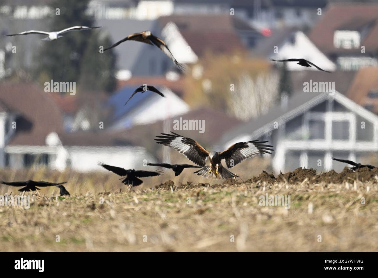 Red kites (Milvus milvus) and crows (Corvus corone) foraging in a ...