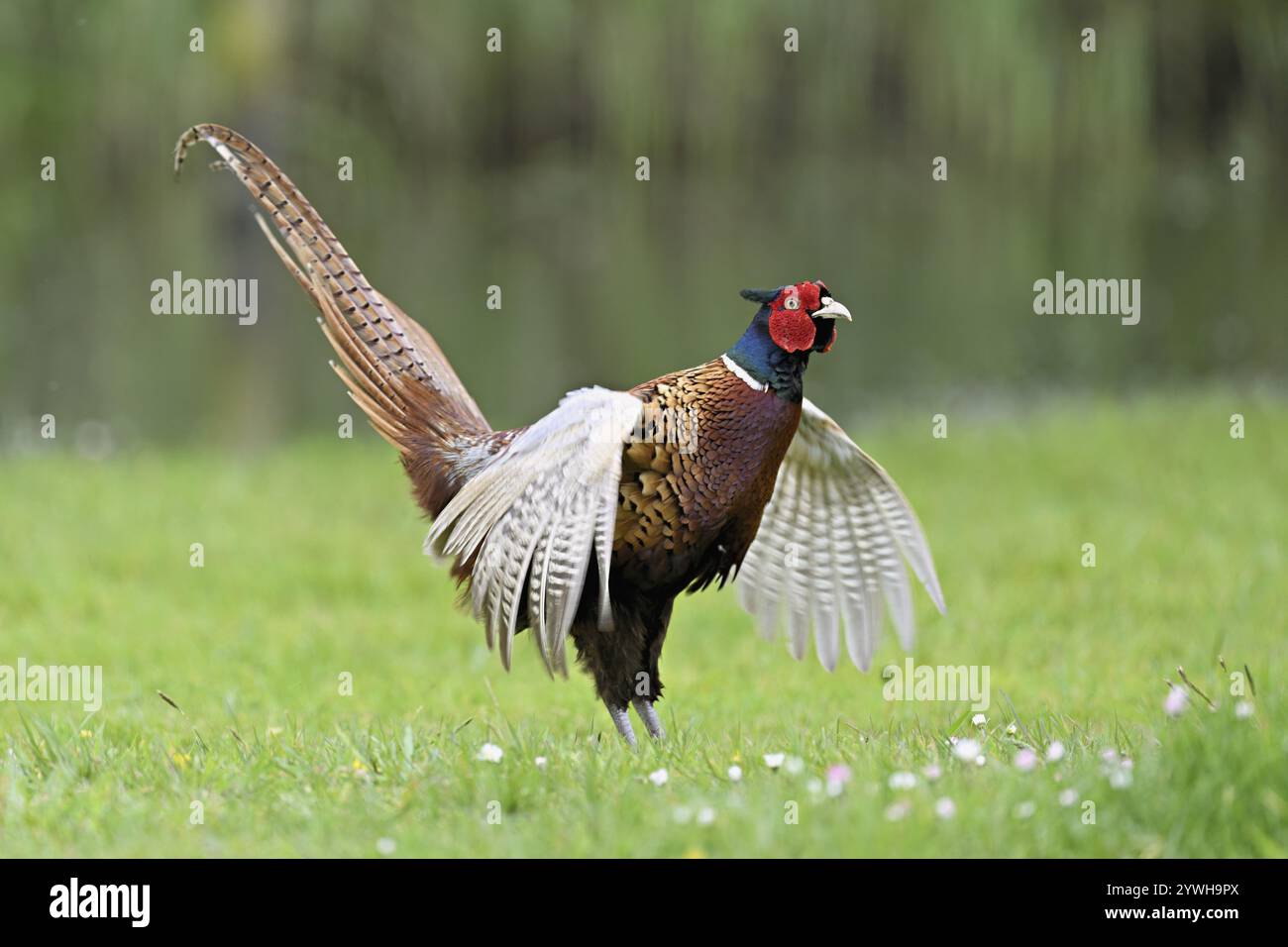 Pheasant (Phasianus colchicus), male, mating, flapping wings ...