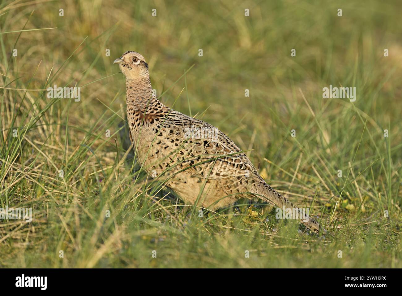 Pheasant (Phasianus colchicus), female standing in meadow, Texel, North ...