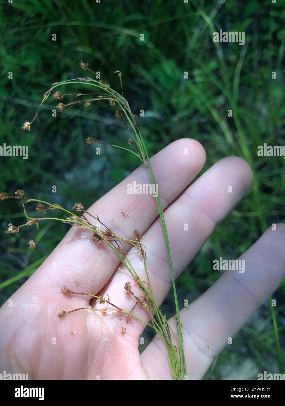 nodding bulrush (Scirpus pendulus Stock Photo - Alamy