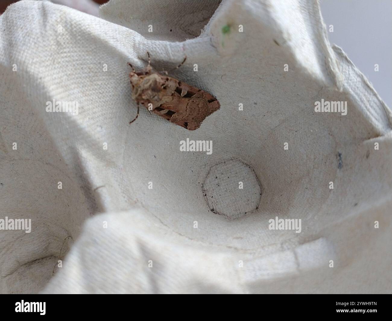 Double Square-spot (Xestia triangulum Stock Photo - Alamy