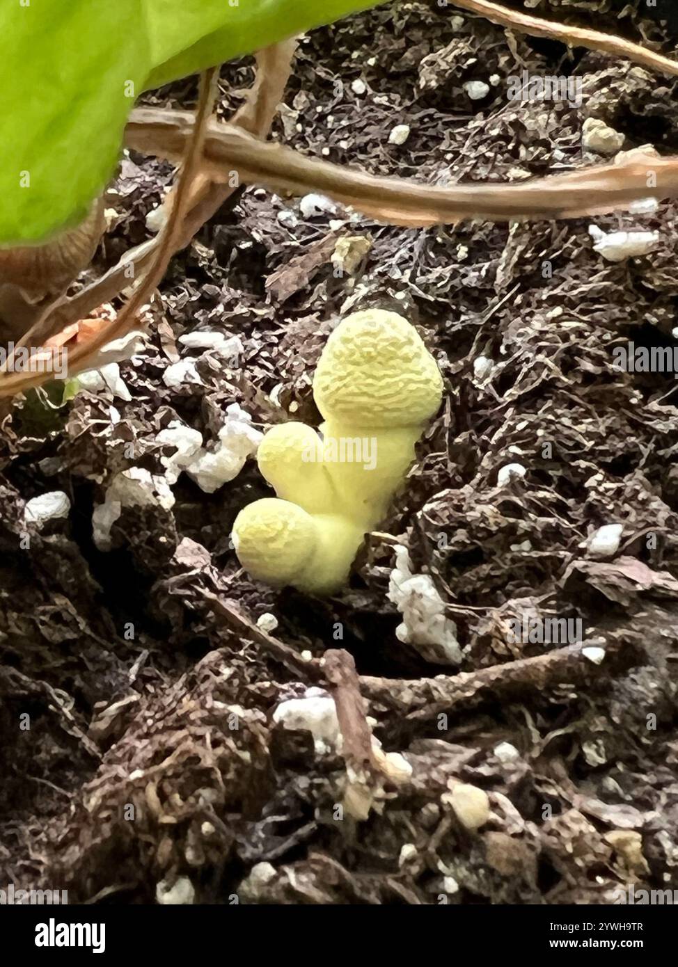 flowerpot parasol (Leucocoprinus birnbaumii Stock Photo - Alamy