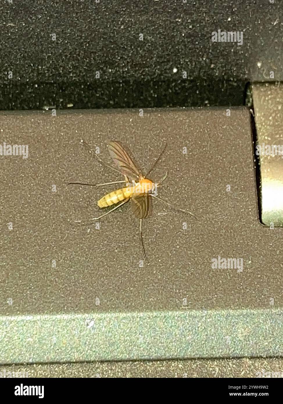 Fungus Gnats and Gall Midges (Sciaroidea Stock Photo - Alamy