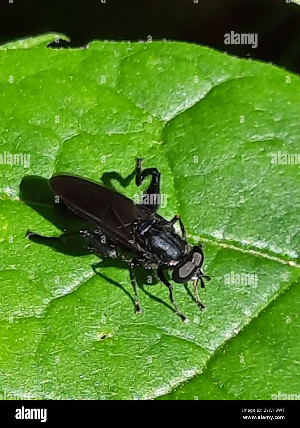 Chalcosyrphus hi-res stock photography and images - Alamy
