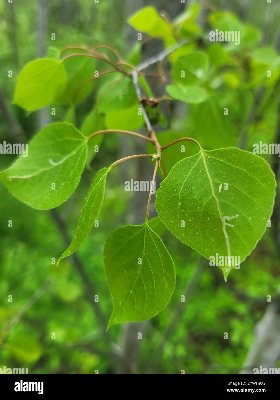trembling aspen (Populus tremuloides Stock Photo - Alamy