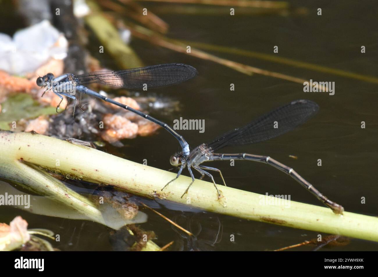 Powdered Dancer (Argia moesta Stock Photo - Alamy