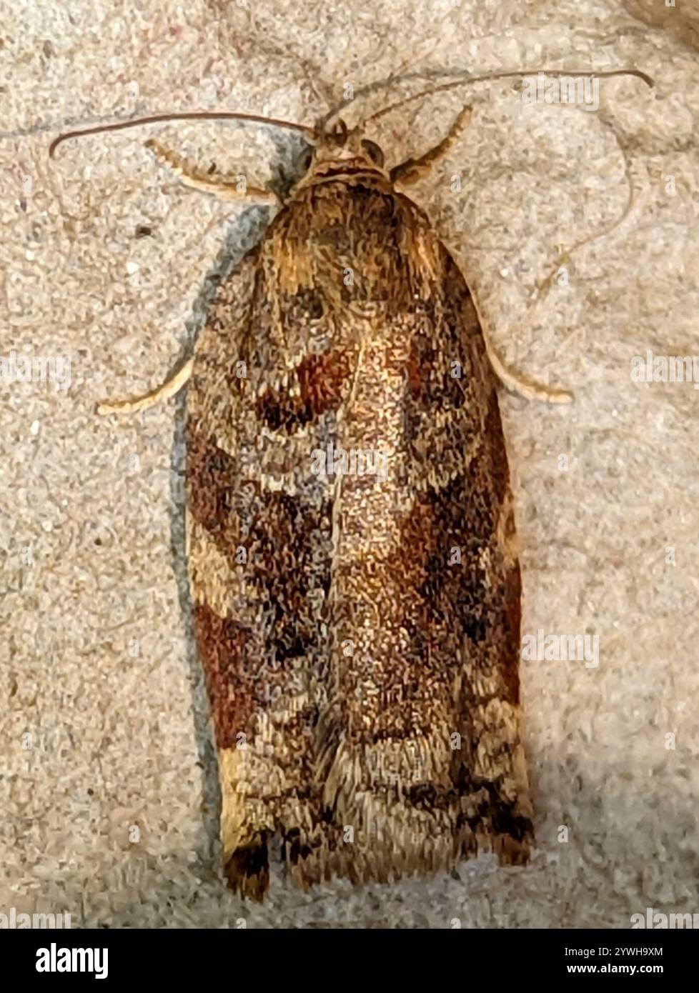 Variegated golden tortrix hi-res stock photography and images - Alamy