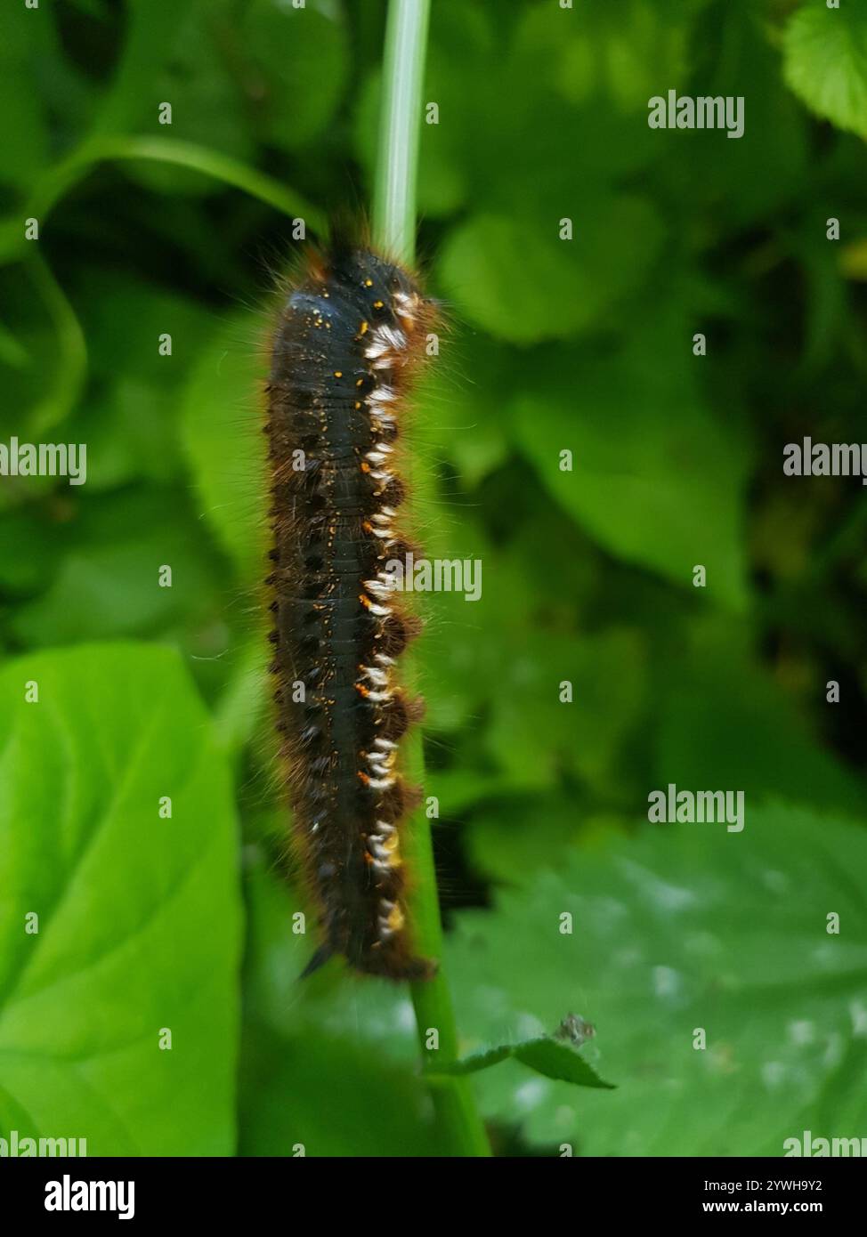 Drinker Moth (Euthrix potatoria Stock Photo - Alamy