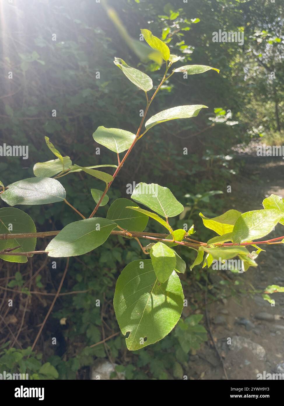 black cottonwood (Populus trichocarpa Stock Photo - Alamy