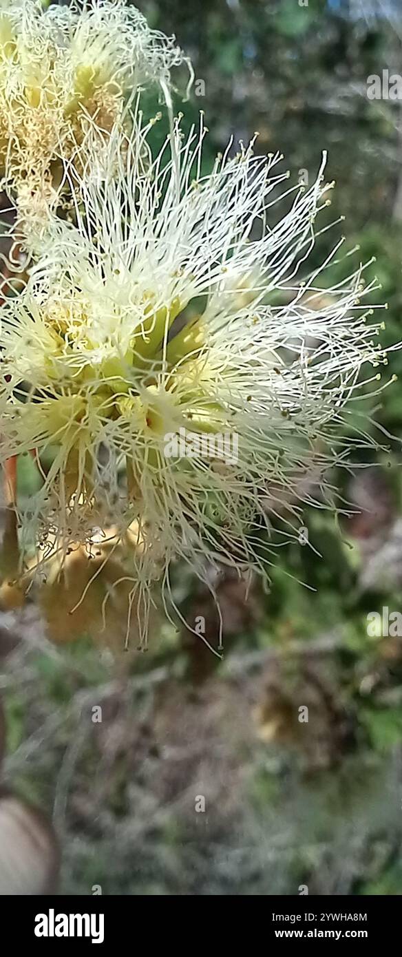 Catclaw Blackbead (Pithecellobium unguis-cati Stock Photo - Alamy