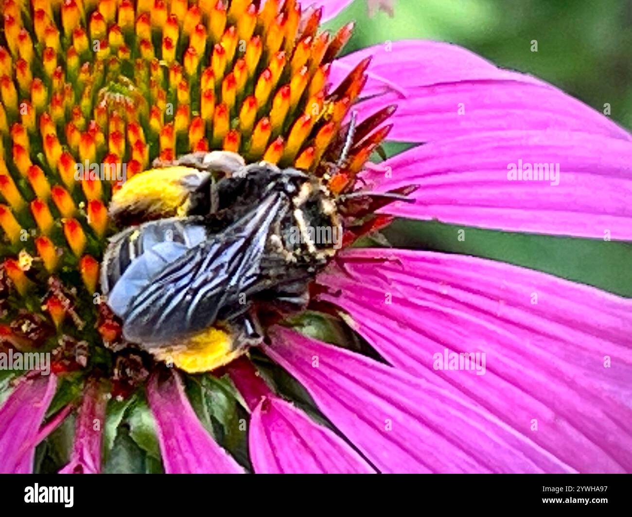 Oblique Longhorn (Svastra obliqua Stock Photo - Alamy