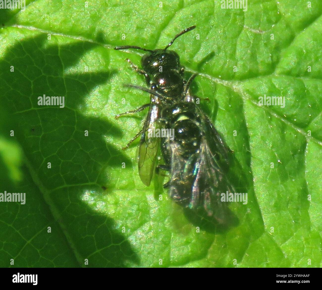 Small Carpenter Bees (Ceratina Stock Photo - Alamy