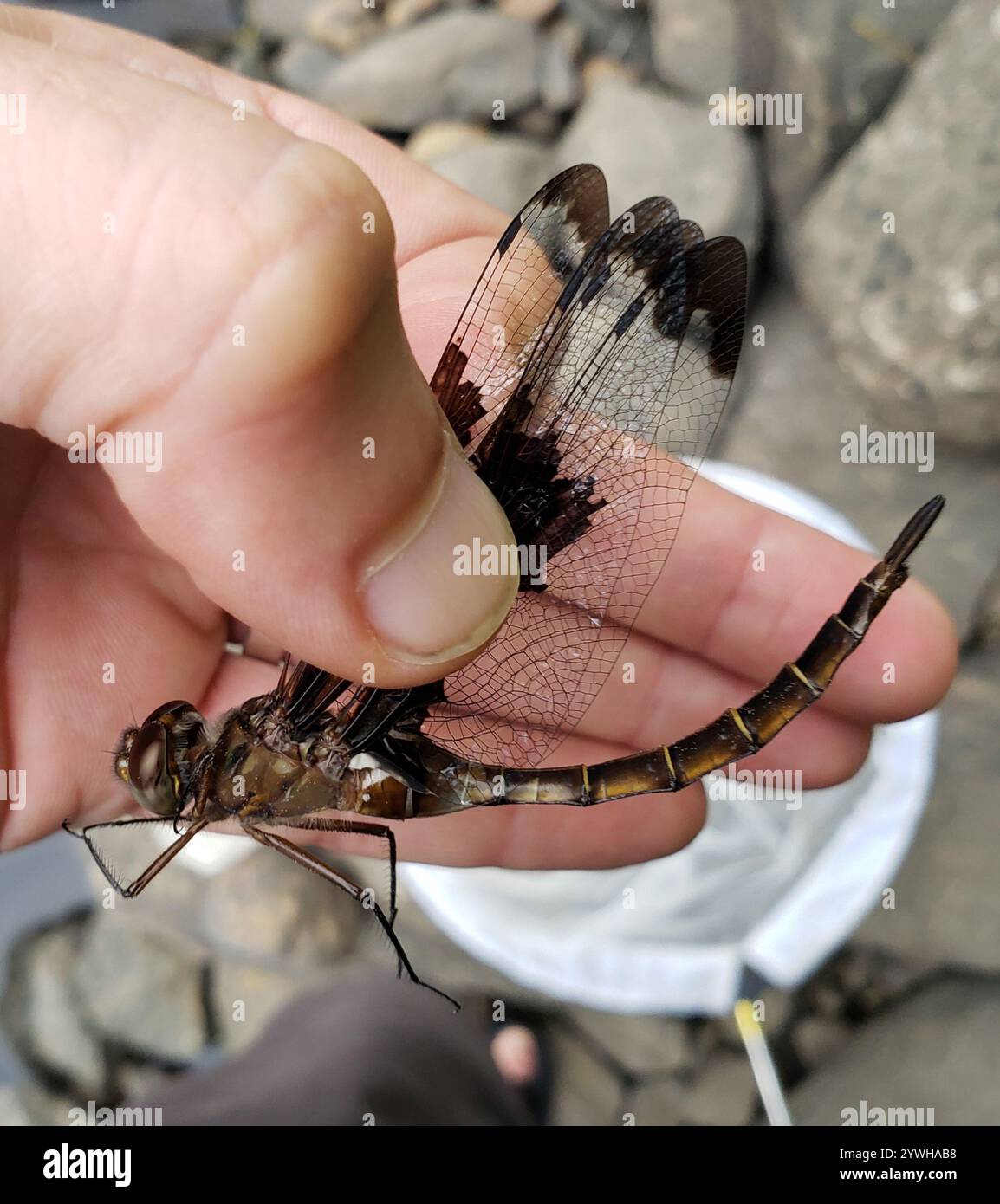 Prince Baskettail (Epitheca princeps Stock Photo - Alamy