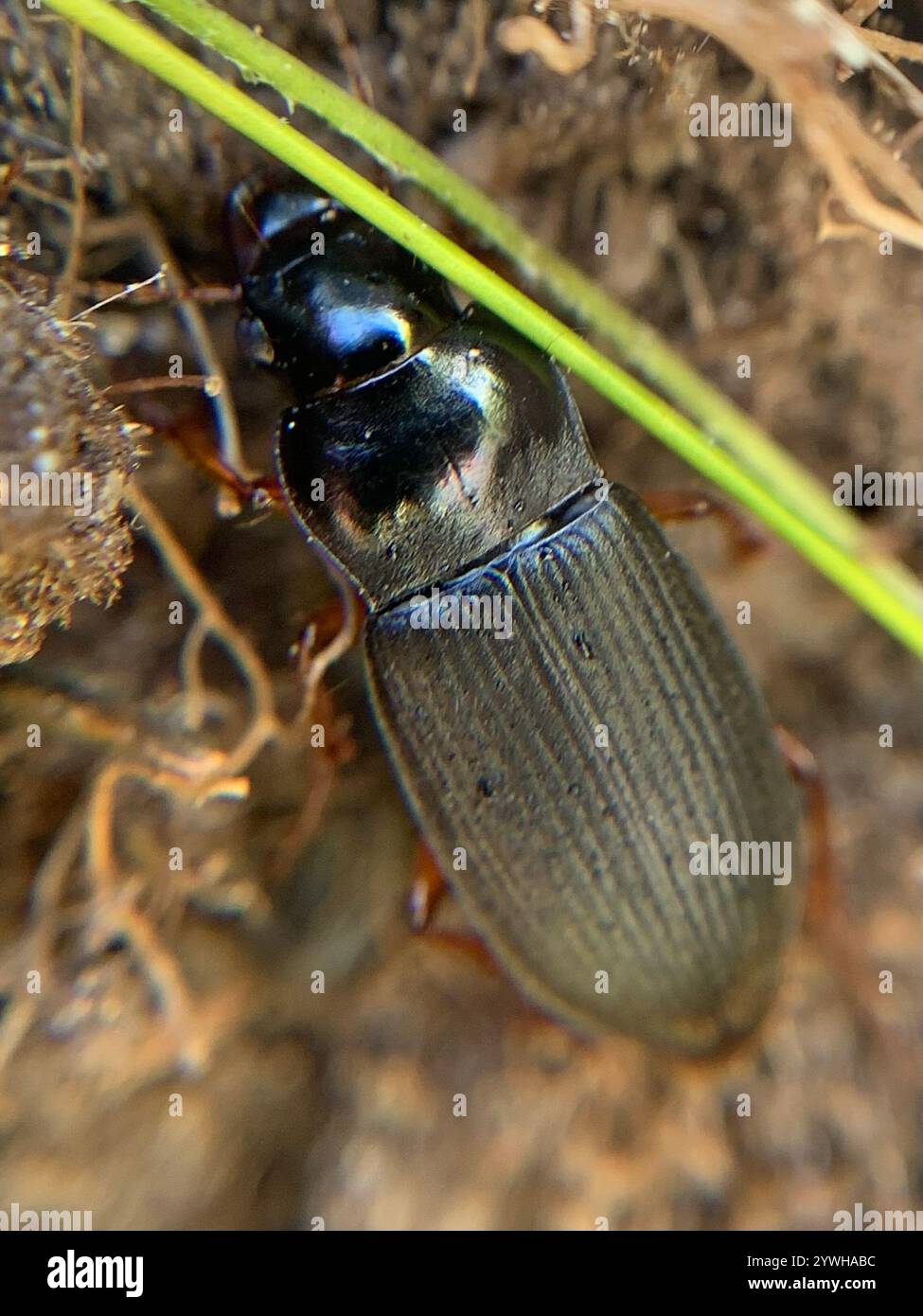 Strawberry Seed Beetle (Harpalus rufipes Stock Photo - Alamy