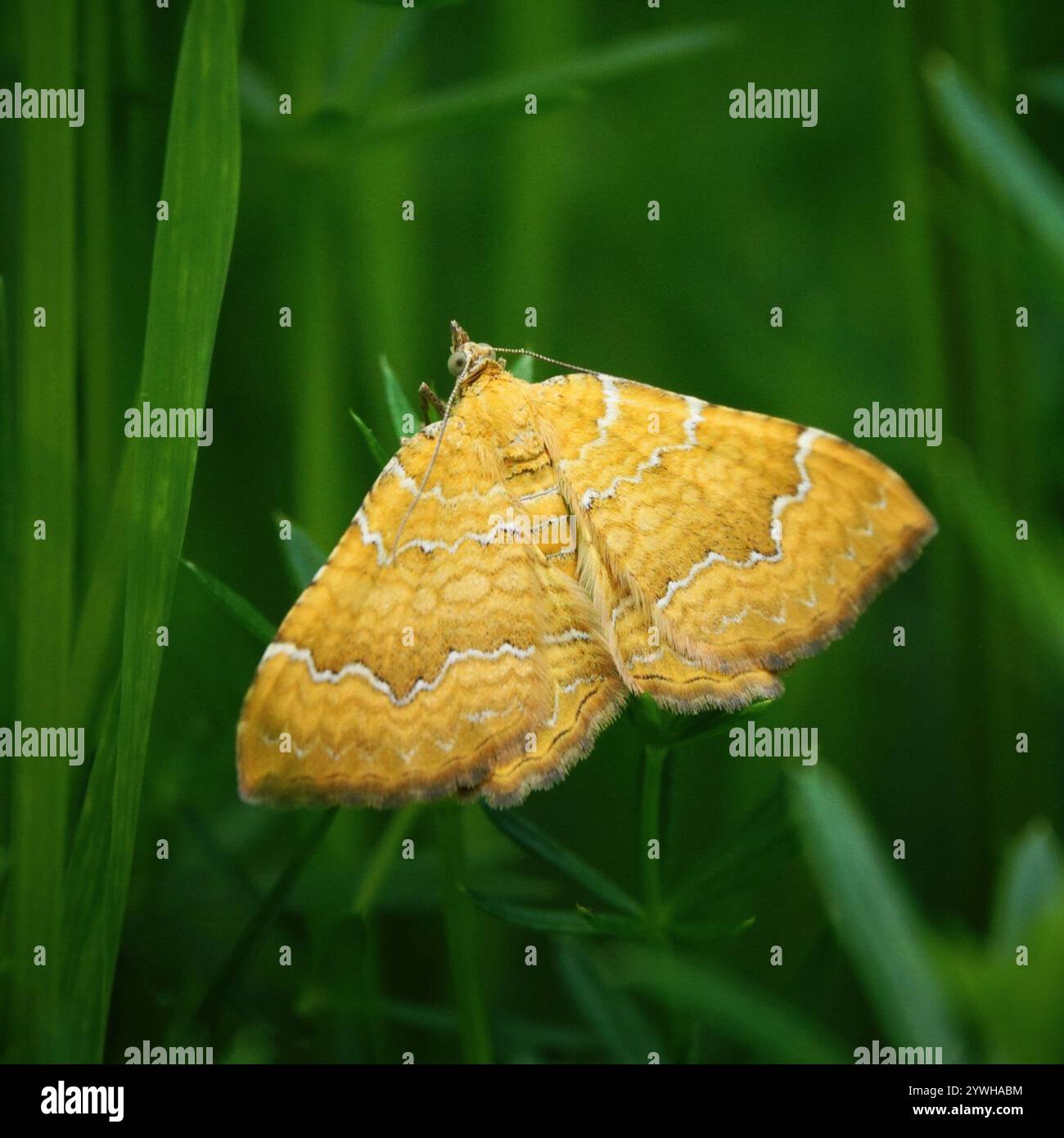 Yellow Shell Moth (Camptogramma bilineata Stock Photo - Alamy