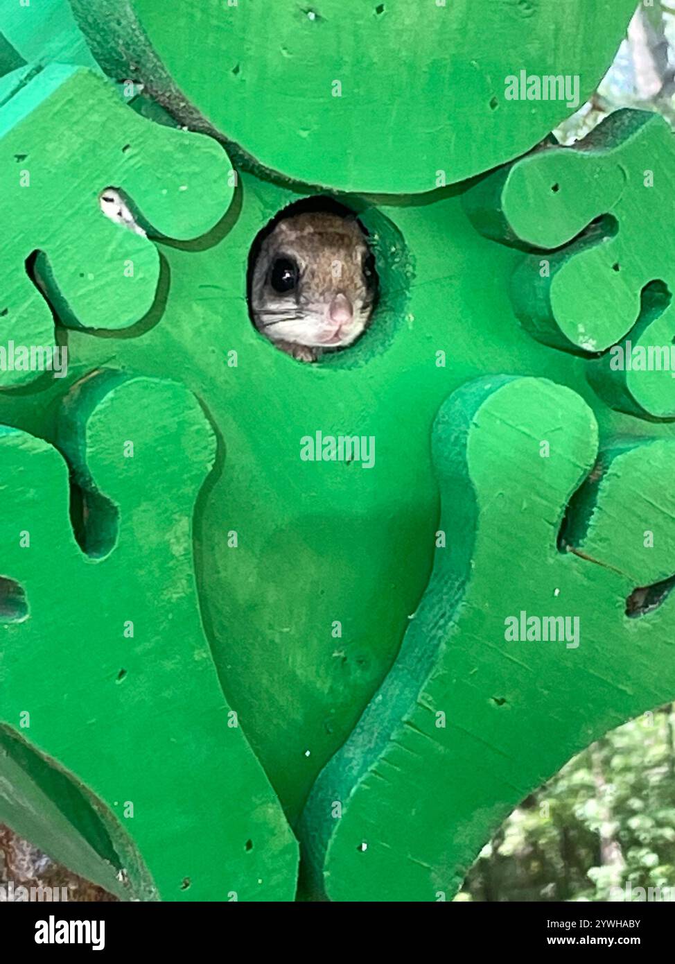 Southern Flying Squirrel (Glaucomys volans Stock Photo - Alamy