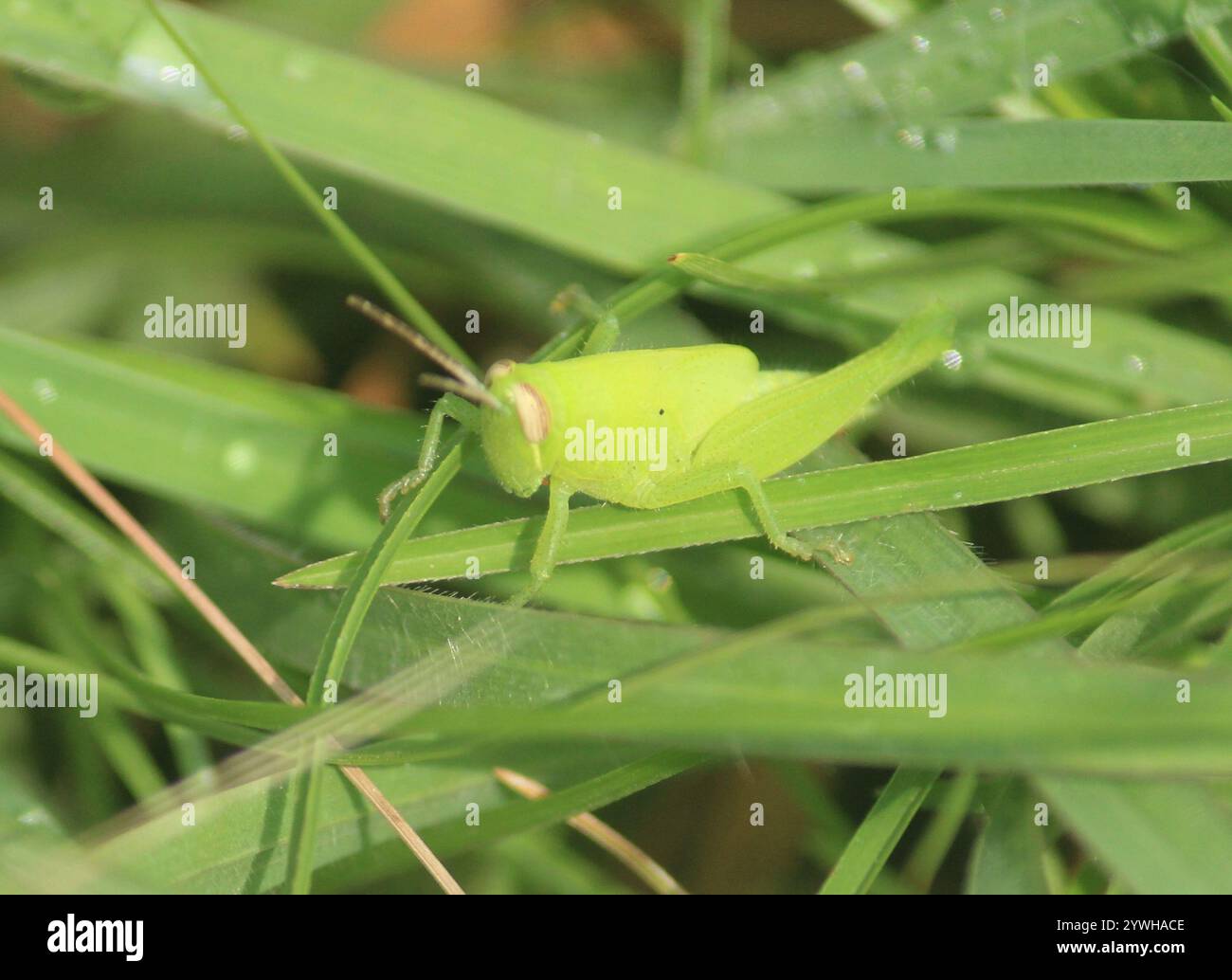 Short-horned Grasshoppers (Acrididae Stock Photo - Alamy