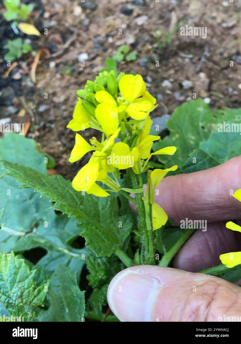 charlock (Mutarda arvensis Stock Photo - Alamy