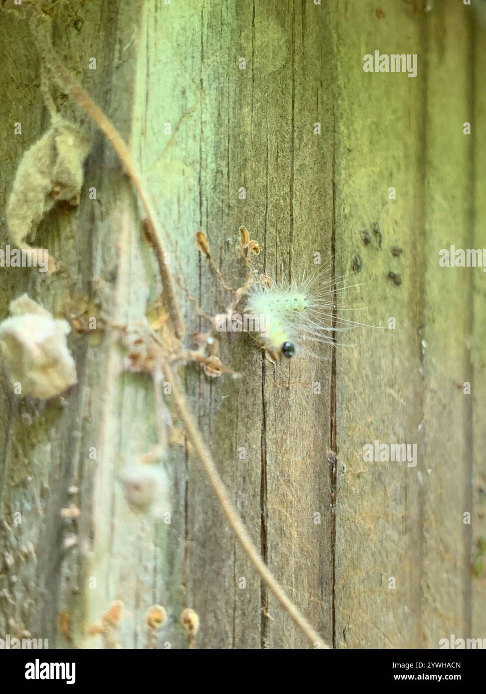 Fall Webworm Moth (Hyphantria cunea Stock Photo - Alamy