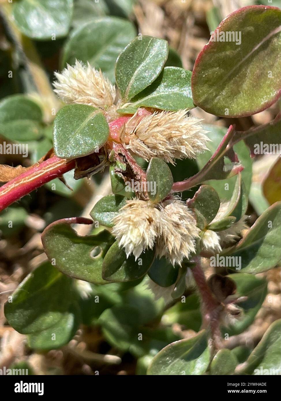 mat chaff-flower (Alternanthera caracasana Stock Photo - Alamy