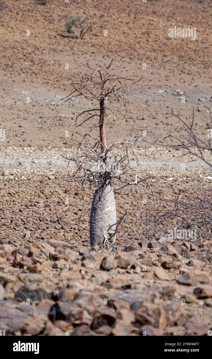 Bottle tree trees hi-res stock photography and images - Alamy