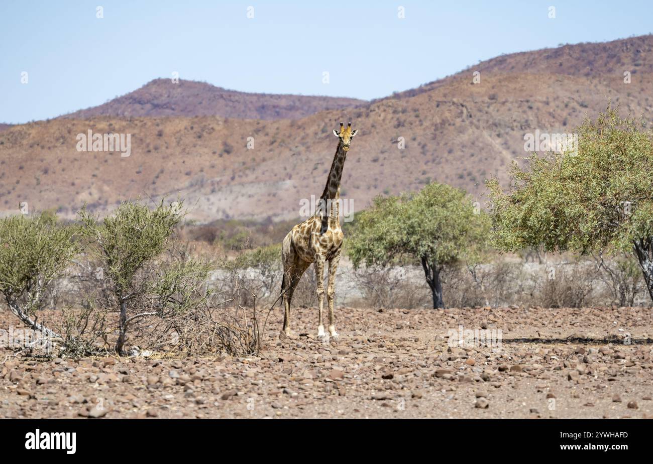 Angola giraffe (Giraffa giraffa angolensis) in dry desert landscape, African savannah ...