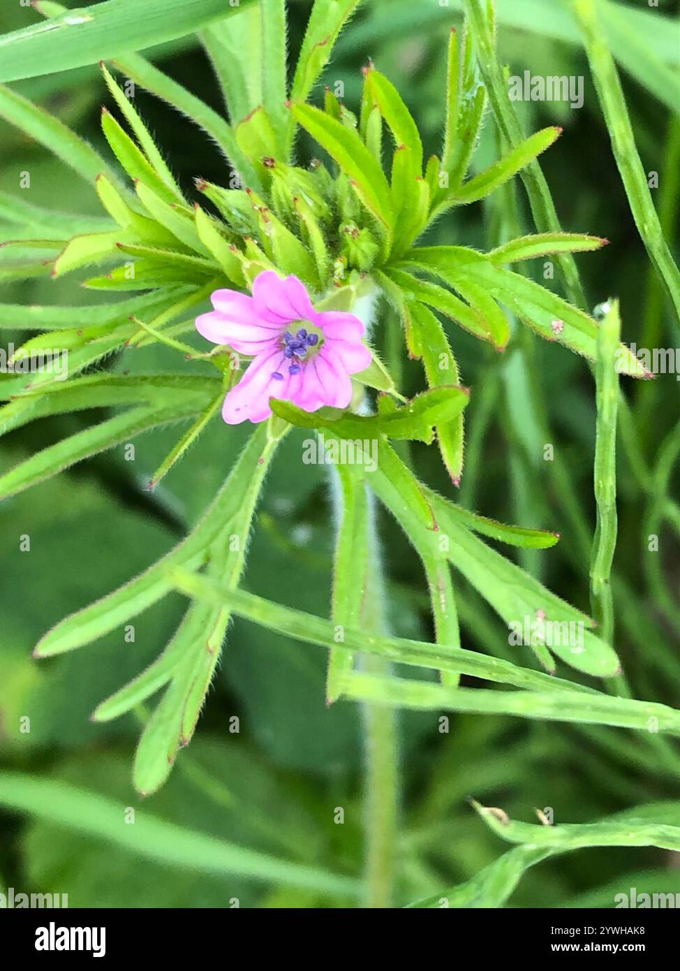 Cut-leaved crane's-bill (Geranium dissectum Stock Photo - Alamy