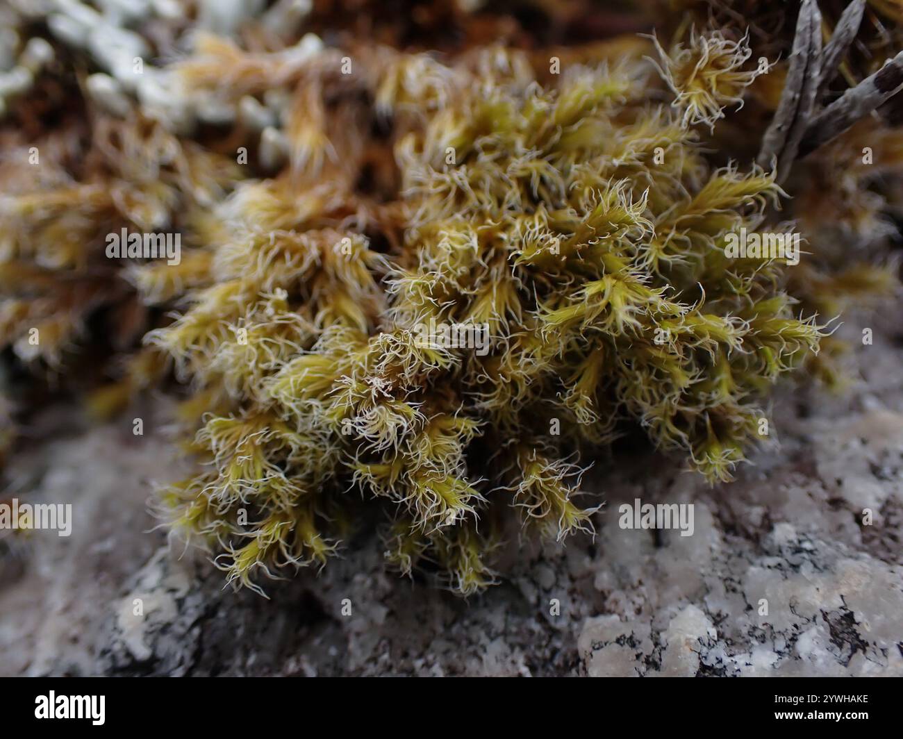 Woolly Fringe-moss (Racomitrium lanuginosum Stock Photo - Alamy