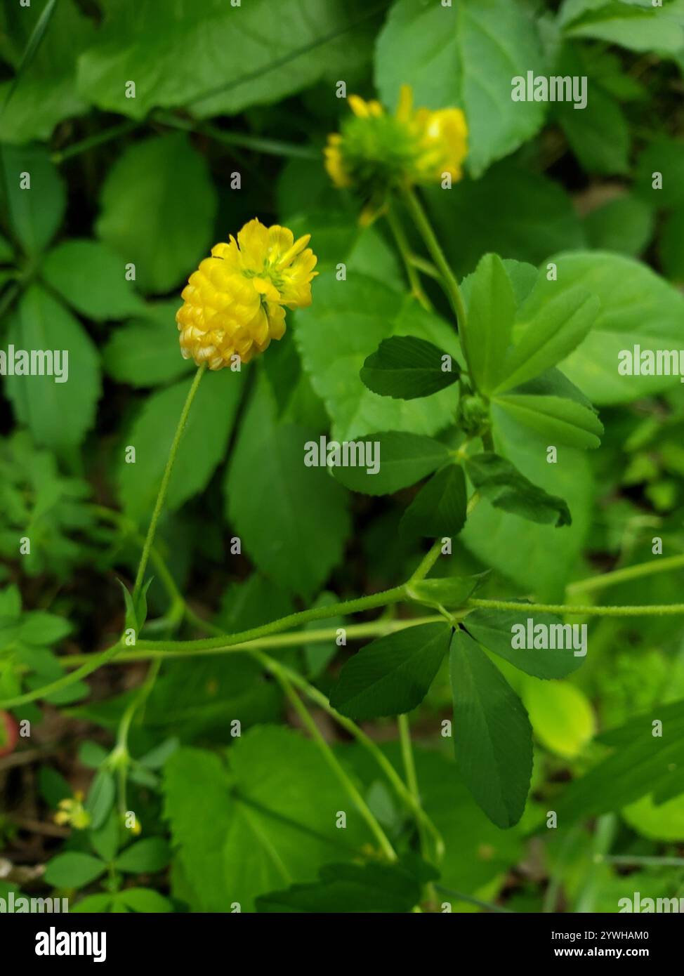 large hop clover (Trifolium aureum Stock Photo - Alamy