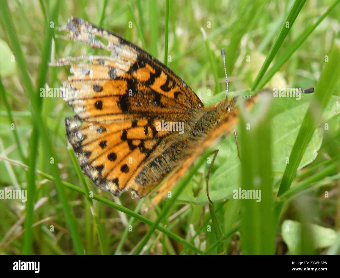 American Silver-bordered Fritillary (Boloria myrina Stock Photo - Alamy