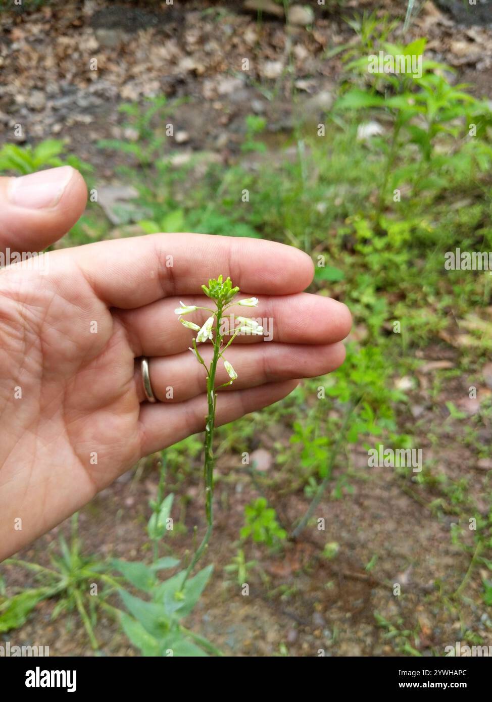 Tower Mustard (Turritis glabra Stock Photo - Alamy