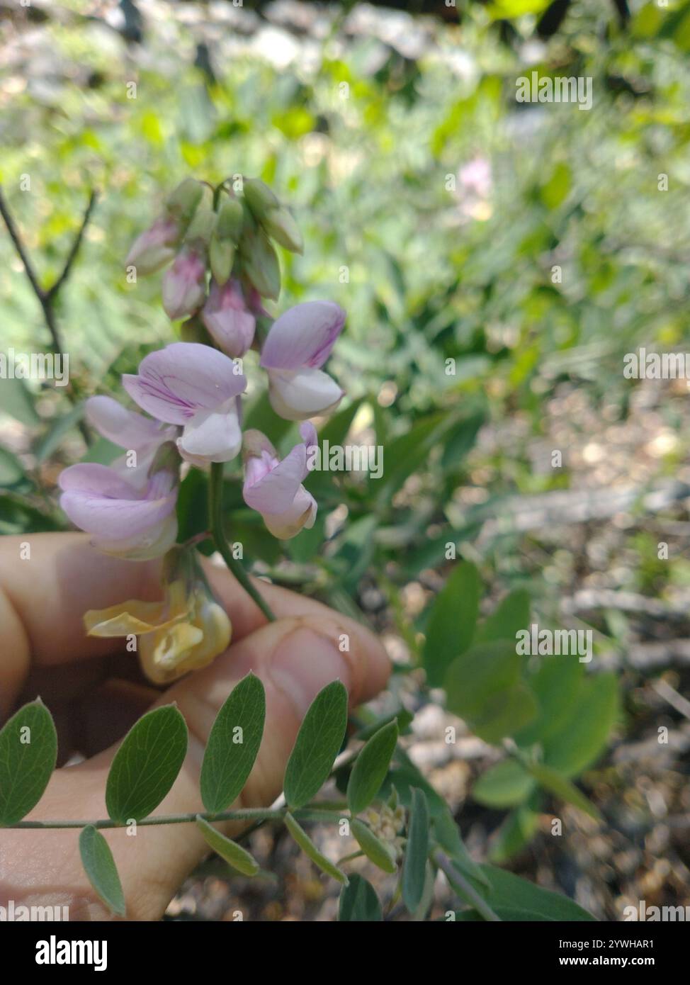 Pacific pea (Lathyrus vestitus Stock Photo - Alamy