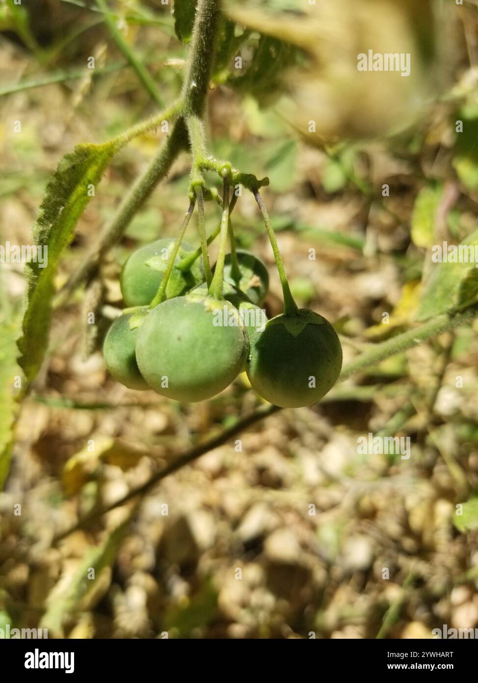 purple nightshade (Solanum xanti Stock Photo - Alamy