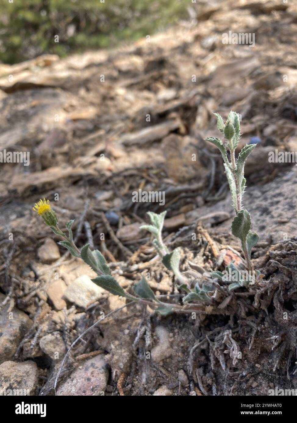Rayless Tansyaster (Xanthisma grindelioides Stock Photo - Alamy