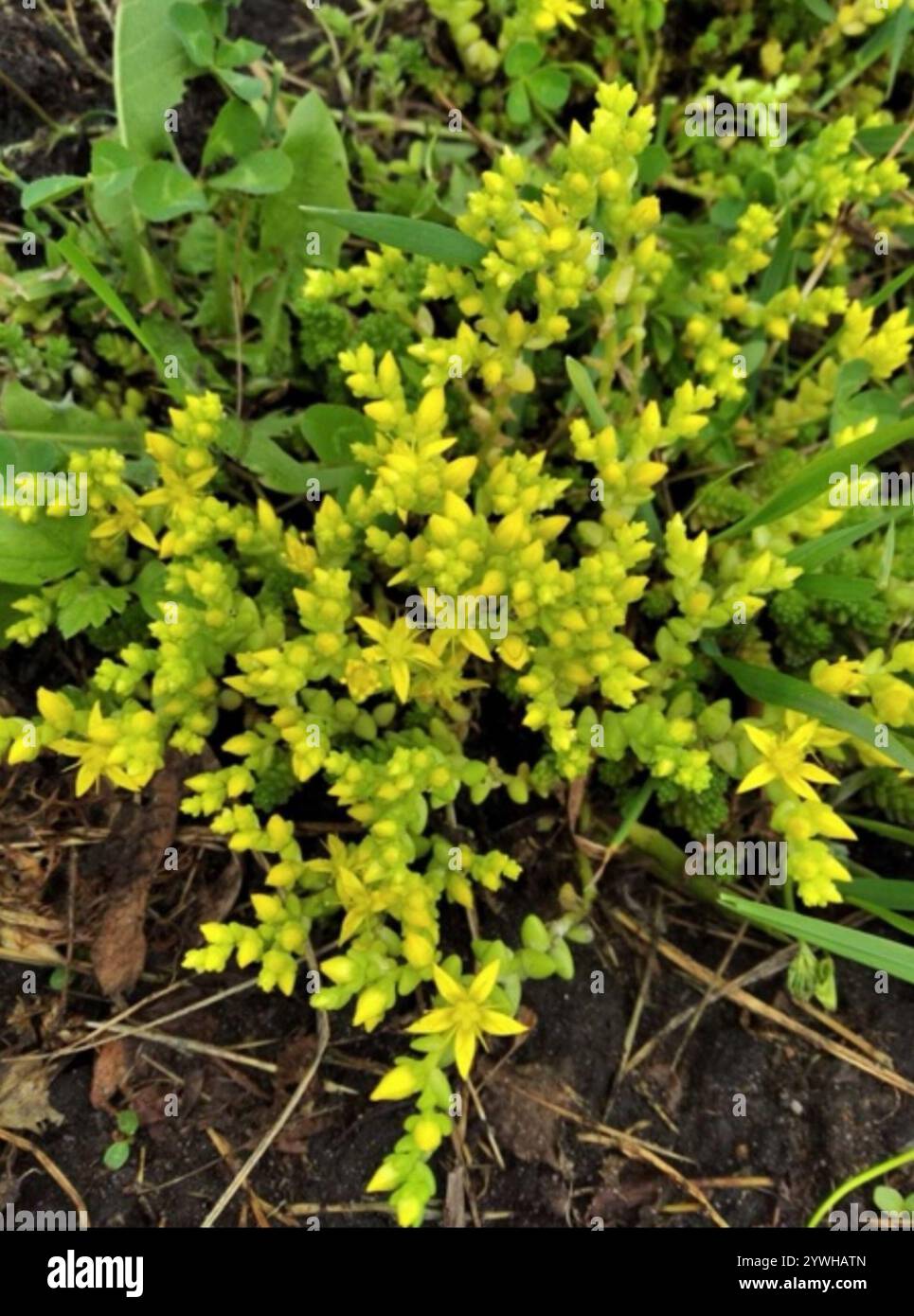 Biting Stonecrop (Sedum acre Stock Photo - Alamy