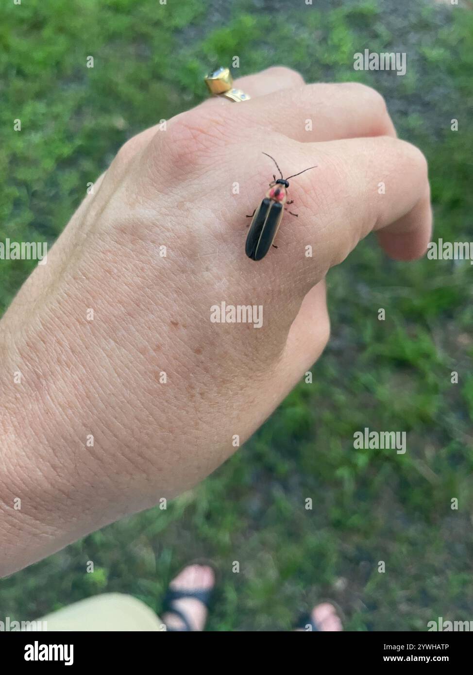 Common Eastern Firefly (Photinus pyralis Stock Photo - Alamy