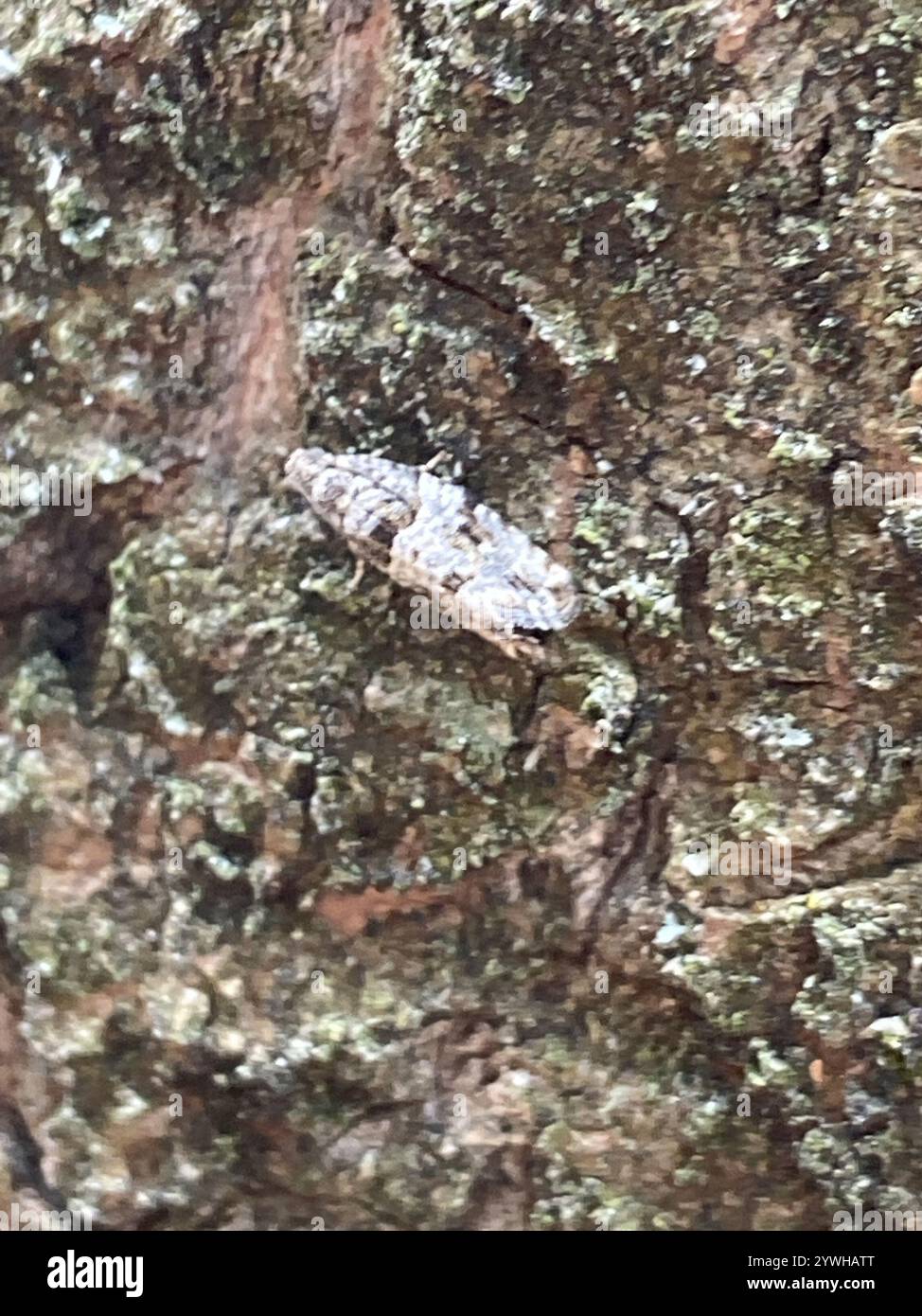 Tortricid Leafroller Moths (Tortricidae Stock Photo - Alamy