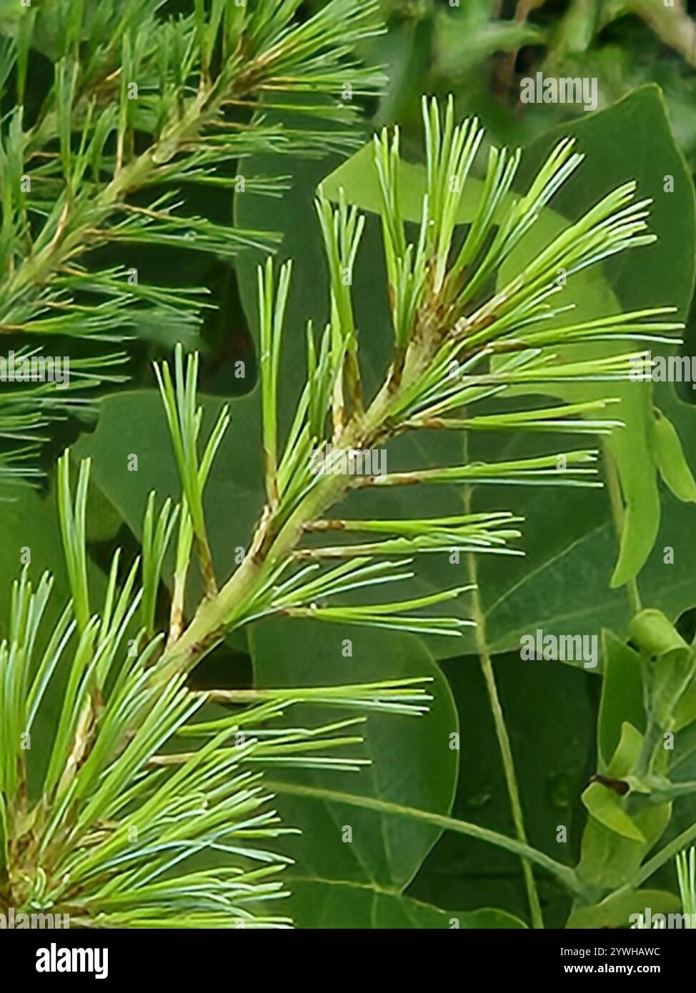 Virginia pine (Pinus virginiana Stock Photo - Alamy