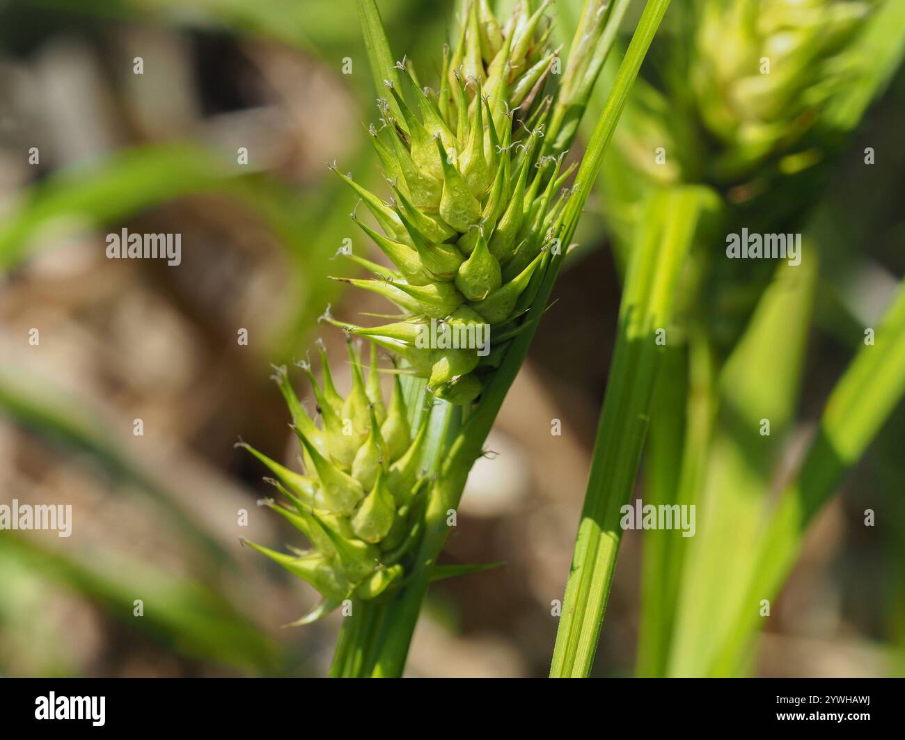 hop sedge (Carex lupulina Stock Photo - Alamy