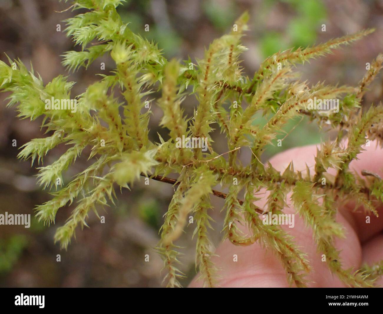 rough goose neck moss (Hylocomiadelphus triquetrus Stock Photo - Alamy