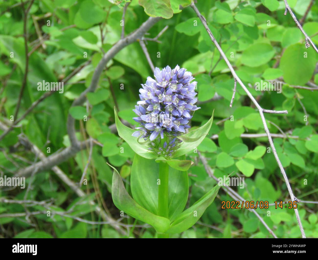 Clustered frasera hi-res stock photography and images - Alamy