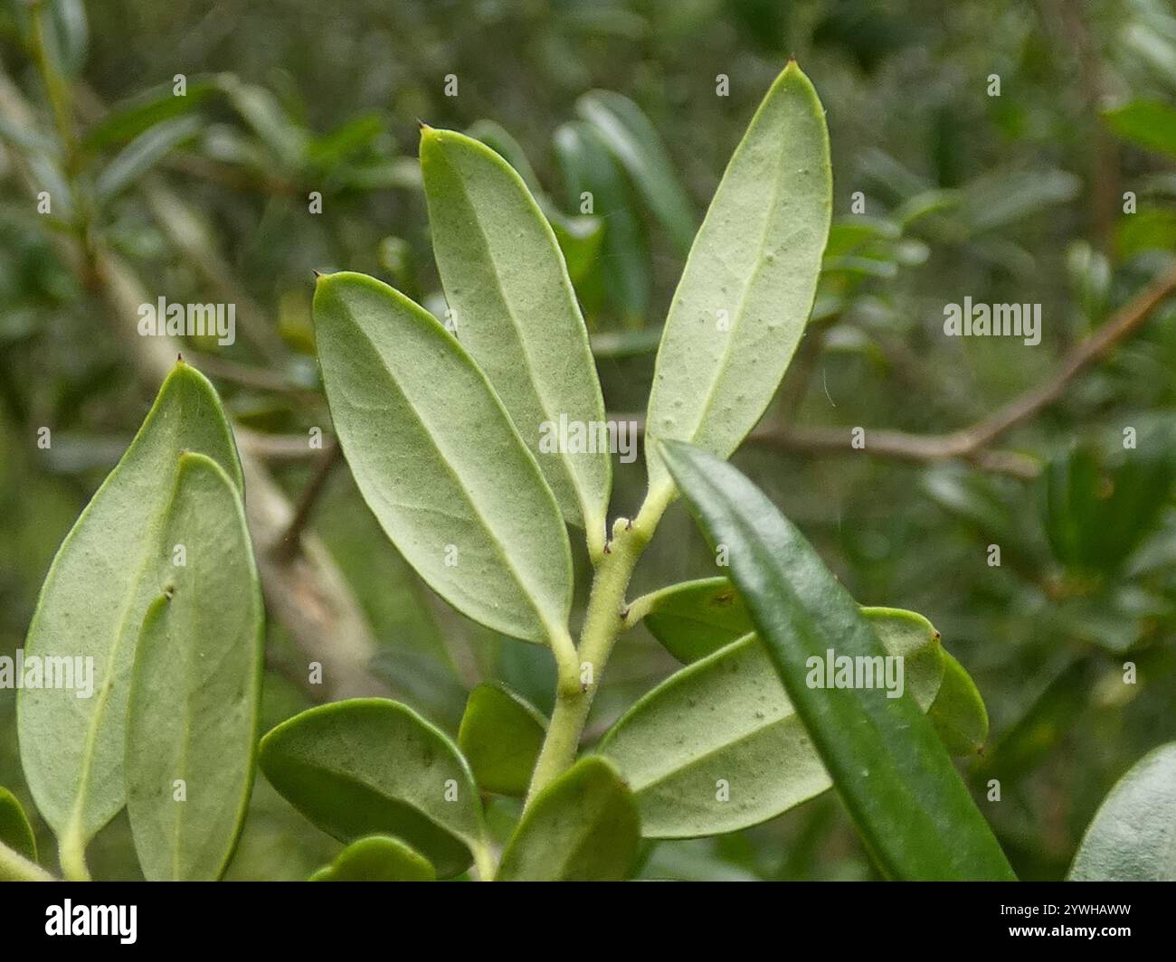 Myrtle Dahoon (Ilex myrtifolia Stock Photo - Alamy