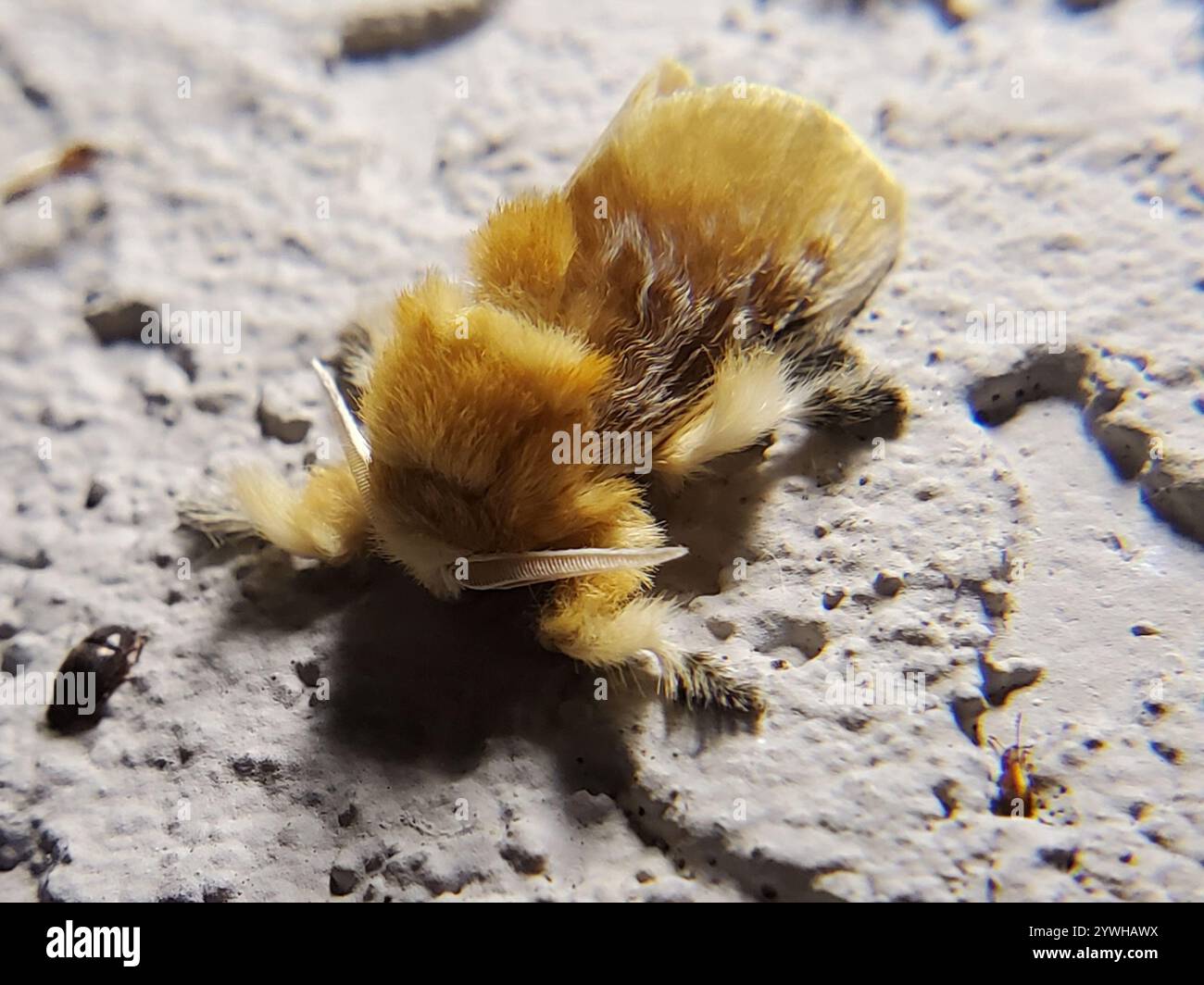 Southern Flannel Moth (Megalopyge opercularis Stock Photo - Alamy